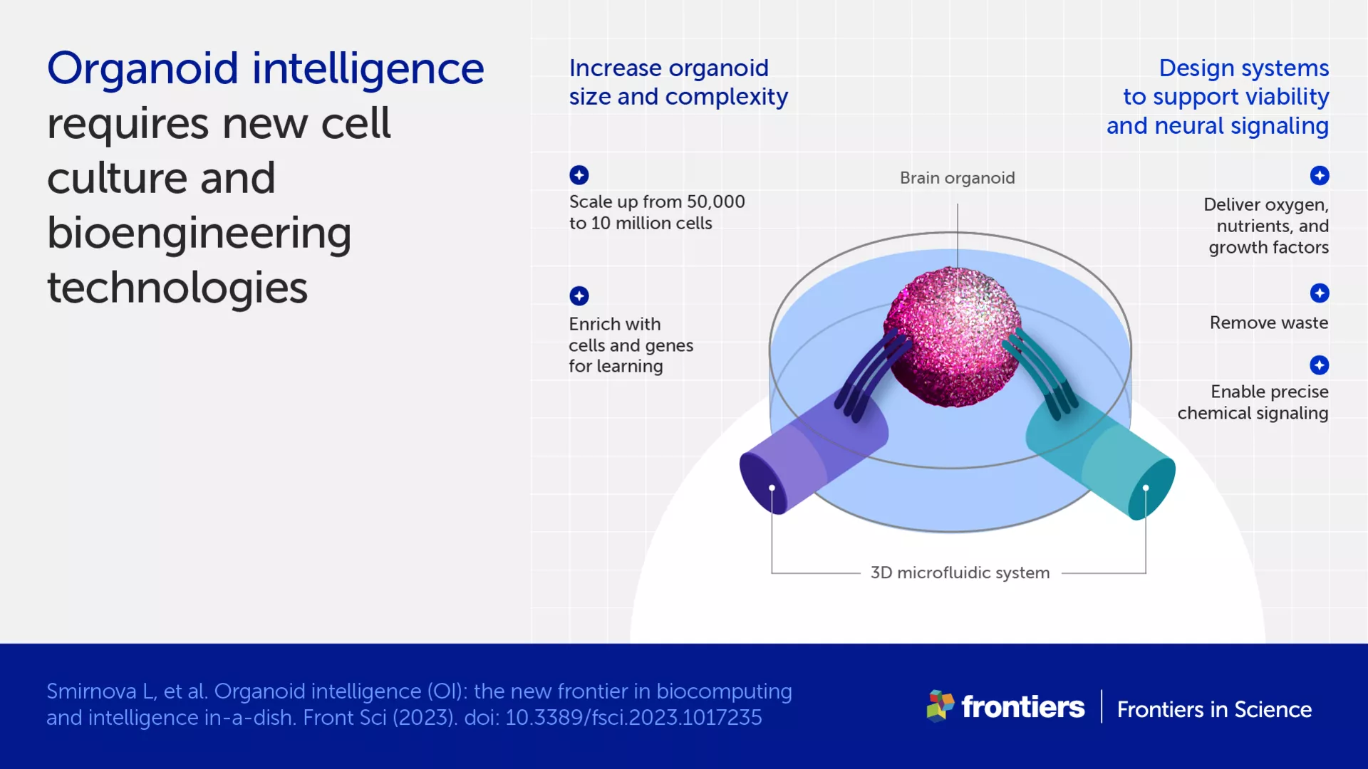 Organoid intelligence: a new biocomputing frontier